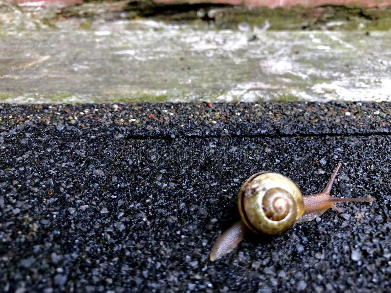 Snail Crossing The Road Finishes Stock Image - Image of snail, mollusk ...