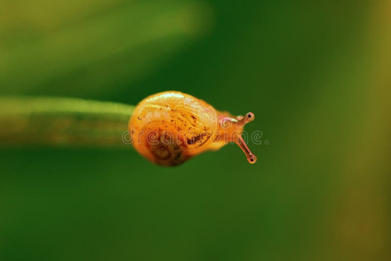 Little snail stock photo. Image of natural, light, closeup - 65310878