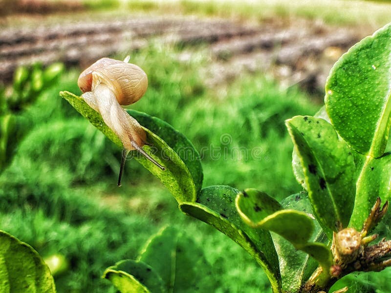 A Little Snail Eating a Green Leaf Stock Image - Image of green, eating ...