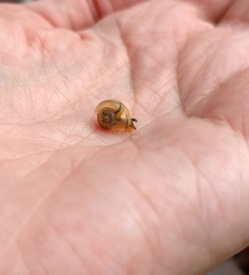 Little Snail on a Female Hand Close Up Stock Photo - Image of life ...
