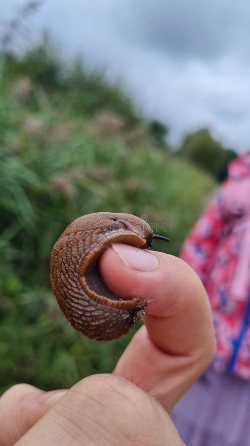 Little Snail on a Finger Tip Stock Image - Image of little, snail ...