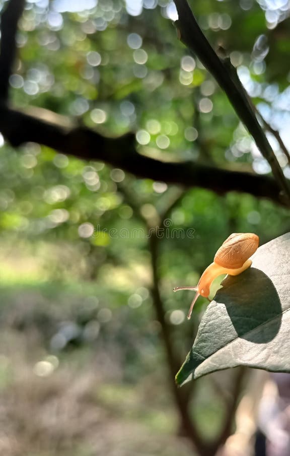The Little Snail in the Forest Stock Photo - Image of forrest, forest ...