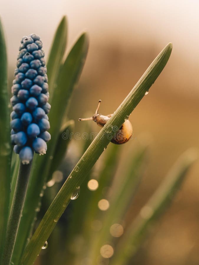 Little snail stock photo. Image of garden, spring, snail - 275223566