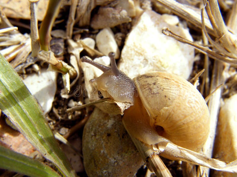 Snail stock image. Image of invertebrate, flora, luck - 30085135