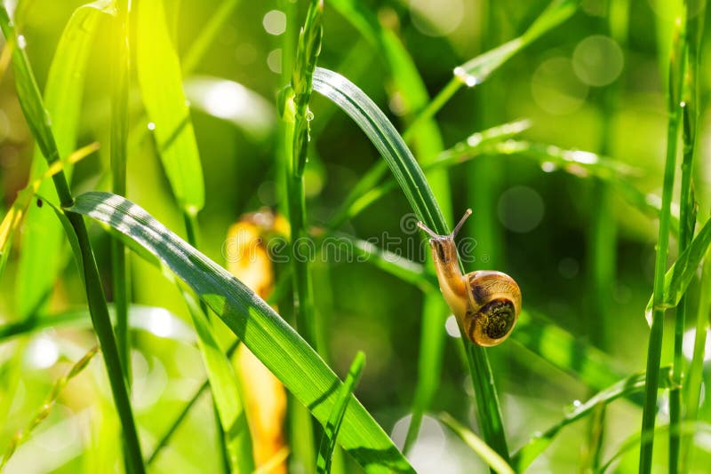 Little Snail on Green Grass Stock Photo - Image of raindrop, motion ...