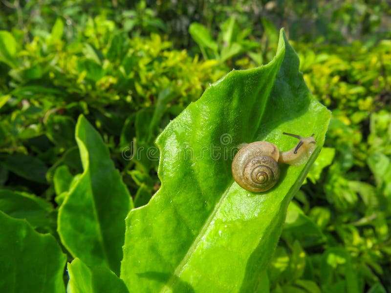 A Little Snail on a Green Leaf. Stock Image - Image of green, little ...
