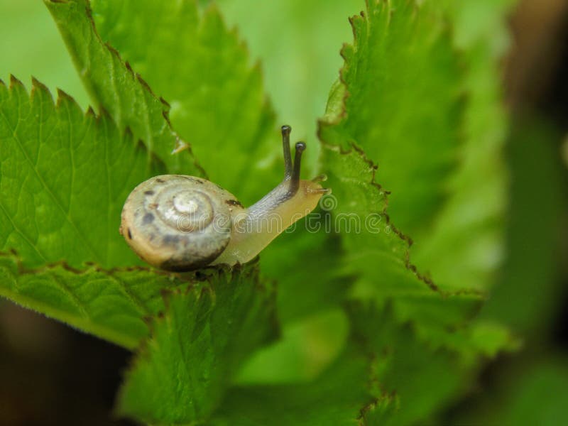 Little Snail on the Green Leaf of a Plant Stock Photo - Image of ...