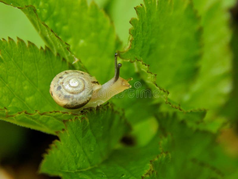 Little Snail on the Green Leaf of a Plant Stock Image - Image of light ...