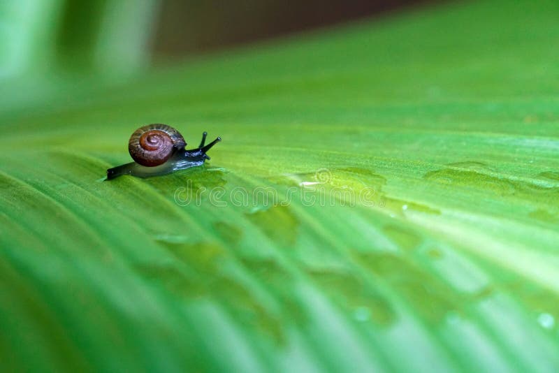 Little Snail on Green Leaf Rain Water Drop Stock Photo - Image of helix ...