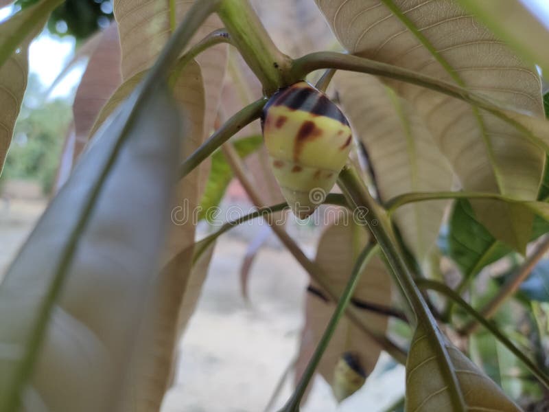 315 Little Mango Tree Stock Photos - Free & Royalty-Free Stock Photos ...