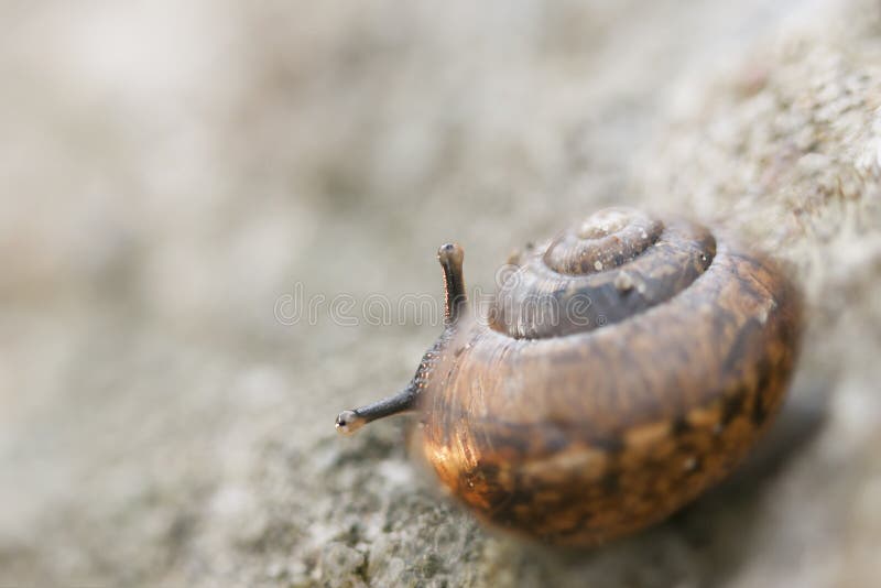 Little Snail Look Behind Its Shell Stock Image - Image of twirl, snail ...