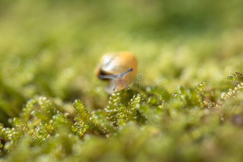 Little snail on the moss stock image. Image of mollusk - 220280809