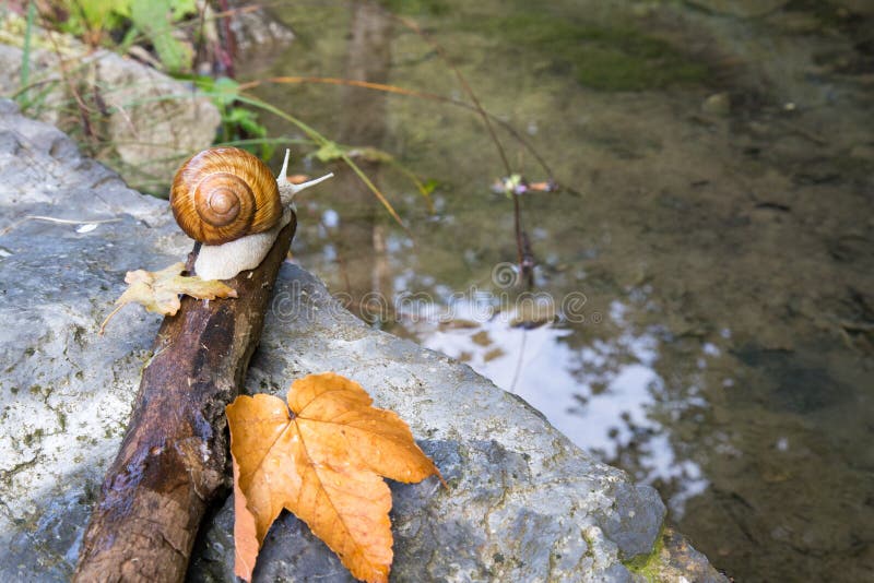 Sea-snail Coming Out of Shell Stock Image - Image of seashell, alive ...