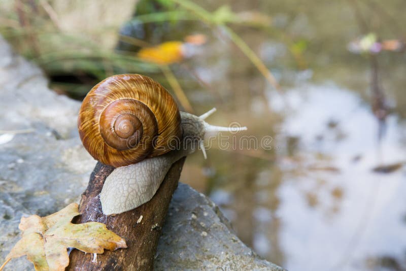 Sea-snail Coming Out of Shell Stock Image - Image of seashell, alive ...