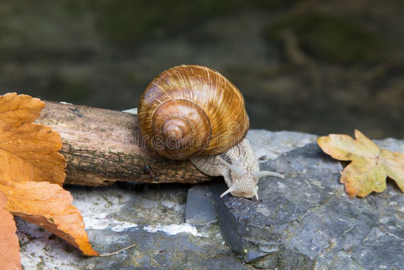 Sea-snail Coming Out of Shell Stock Image - Image of seashell, alive ...