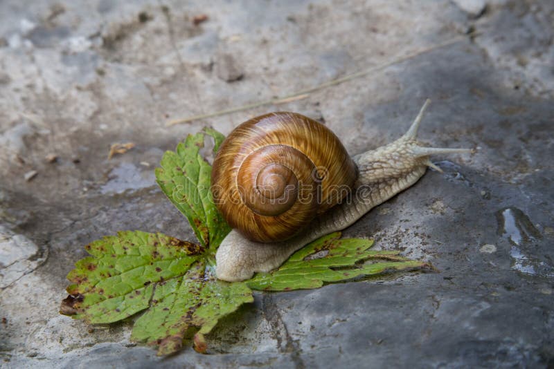Sea-snail Coming Out of Shell Stock Image - Image of seashell, alive ...