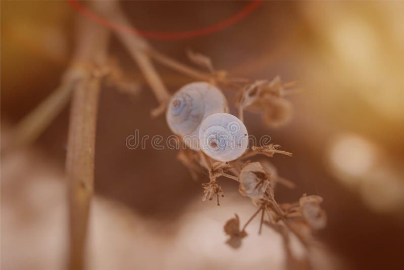 Little Snail Shell in Close-up on a Brown Background Stock Photo ...