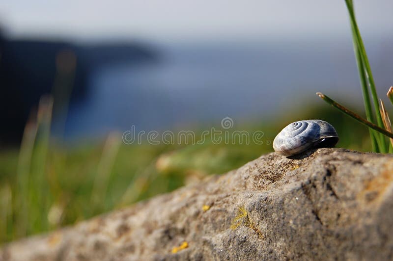 Little snail shell stock image. Image of shell, blue - 79884699