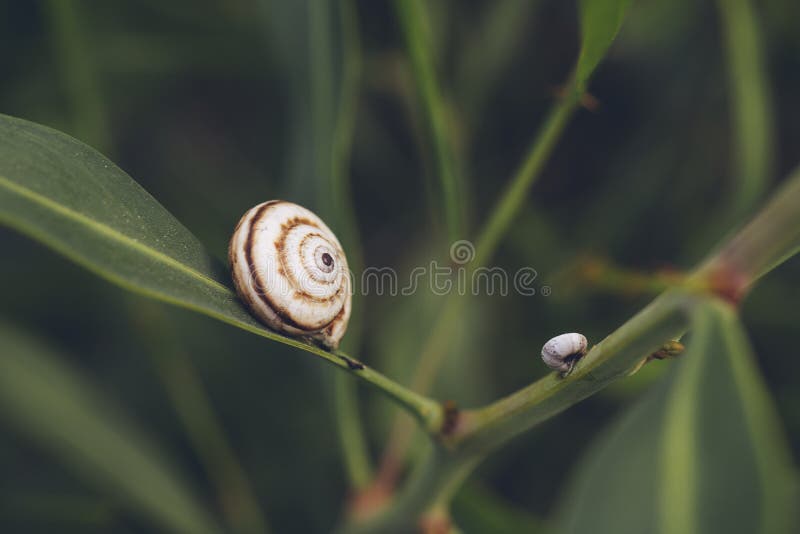 Little snail shell. stock image. Image of mollusk, season - 156292977
