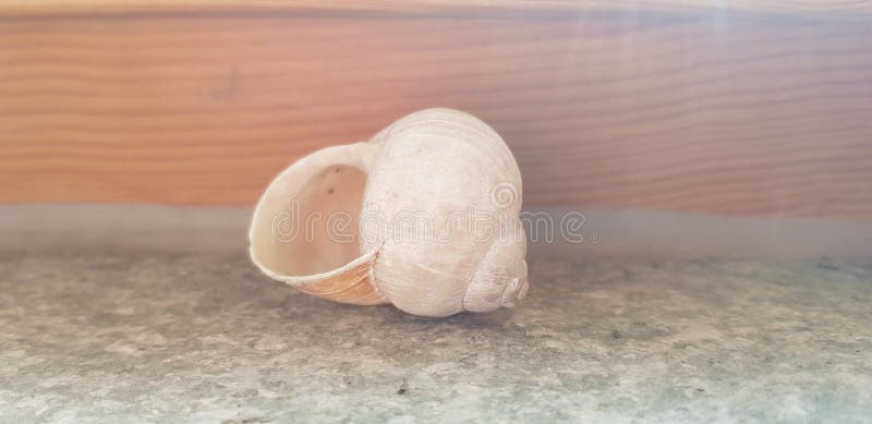 Little Snail shell stock image. Image of snail, cute - 159759247