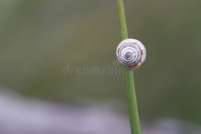 Little Snail on a Thread of Green Grass Stock Image - Image of green ...