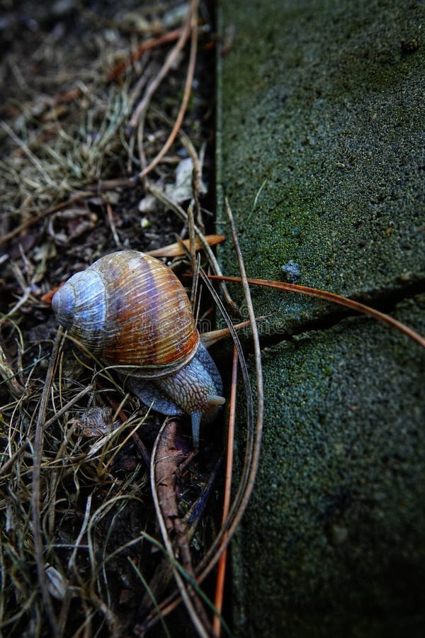 Little Snail on a Walk at Morarilor Park in Bucharest Stock Photo ...