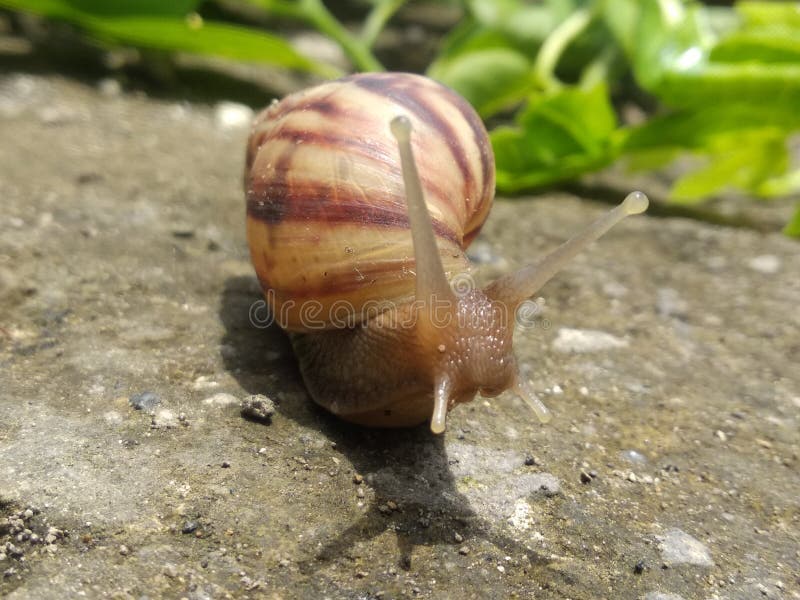 A Little Snail Walk on Stone Stock Image - Image of leaf, seafood ...