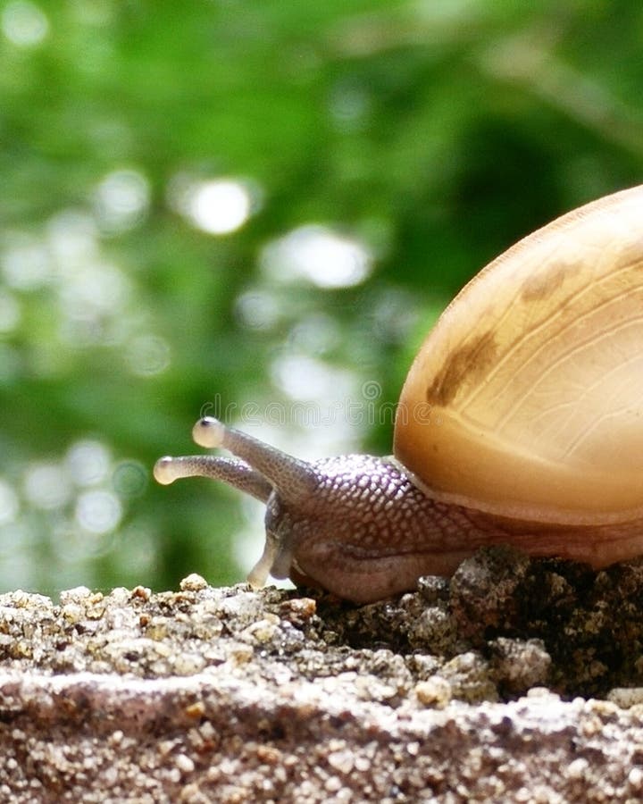 Little snail stock image. Image of nature, wall, snail - 86066007