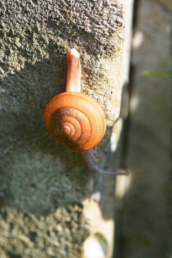 The Little Snail on the Wall Stock Image - Image of moving, snail: 79399525