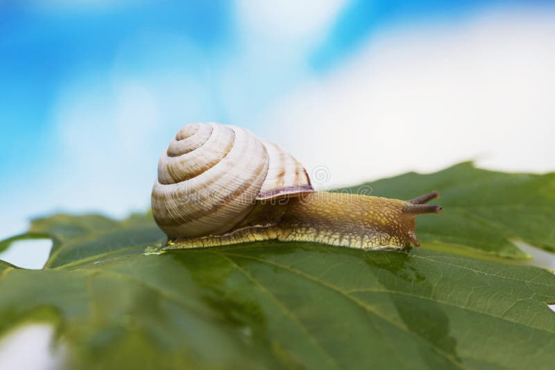 Little snail in the wild stock photo. Image of shell - 66405312