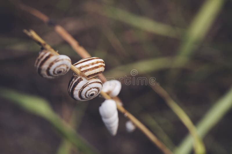 Little snails shells. stock image. Image of cute, gastropod - 156292945