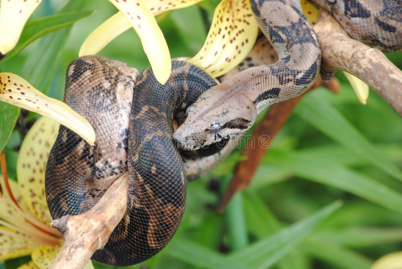 Little Snake in Bright Beautiful Colors Stock Photo - Image of reptiles ...
