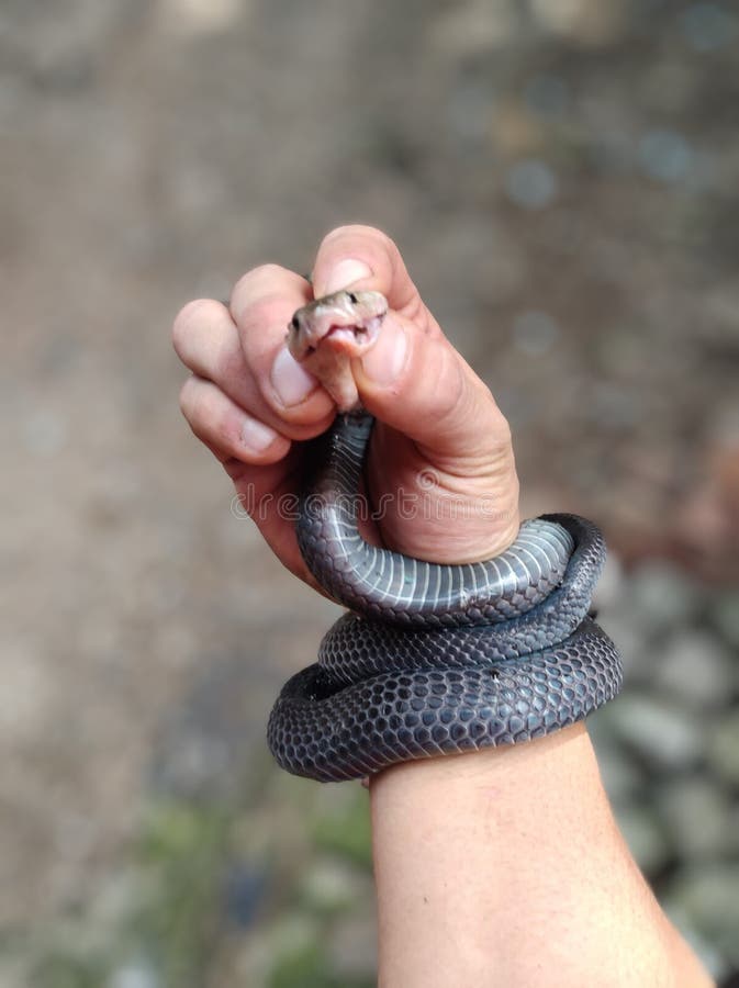 Little Snake of Cobra Coiled My Hand Stock Image - Image of snake ...