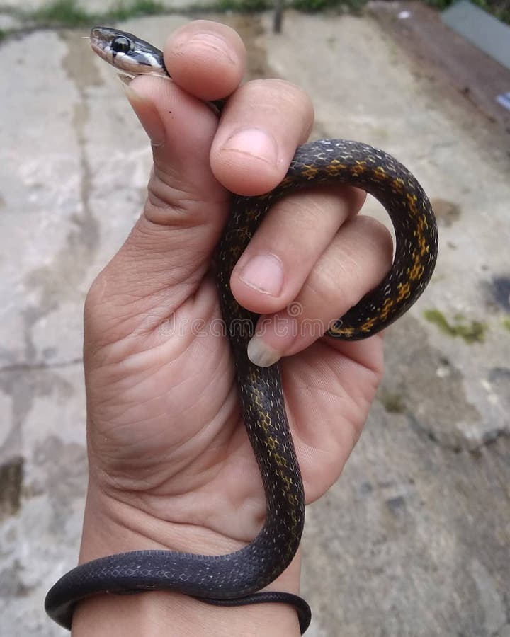 Little snake so cute stock image. Image of babysnake - 266978601