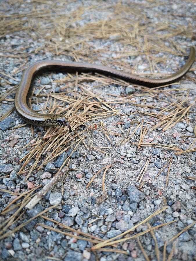 A little snake stock image. Image of animal, ground - 126017915