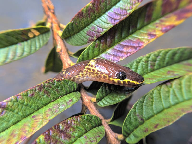 The Little Snake is in the Trees Stock Photo - Image of invertebrate ...