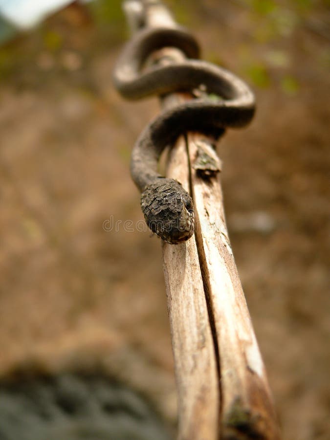 Little snake stock photo. Image of yellow, wildsnake - 44793024