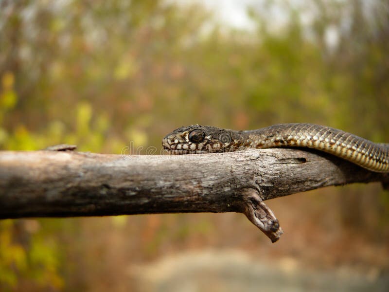 Little snake stock image. Image of serpent, ukraine, reptile - 44793035