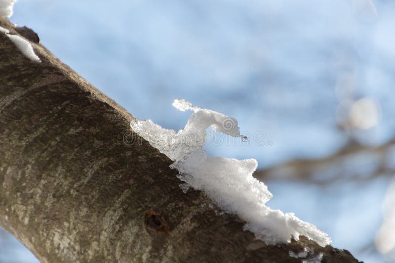 A Little Snow Waiting To Fall To the Ground Stock Photo - Image of ...