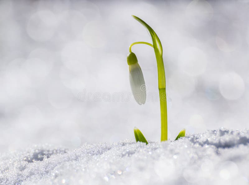 Little Snowdrop Close-up in Snow Stock Photo - Image of plant, natural ...