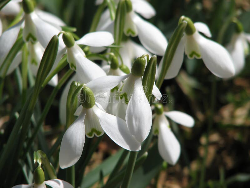 Little snowdrop stock image. Image of mountains, green - 37406095