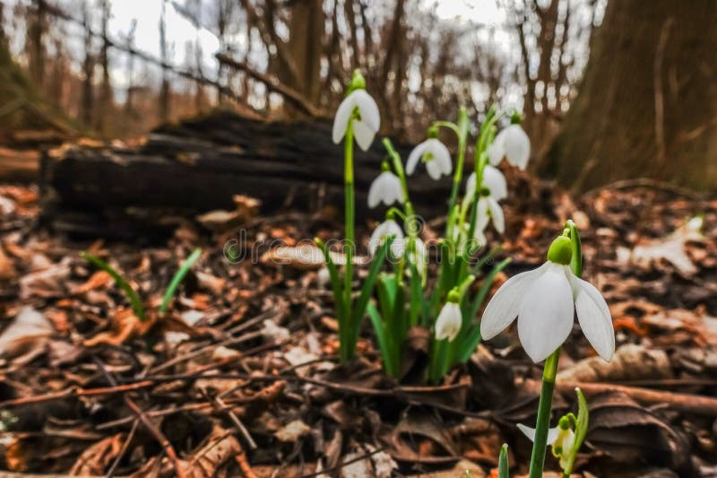 Little Snowdrops in the Forest Floor in the Spring Stock Image - Image ...