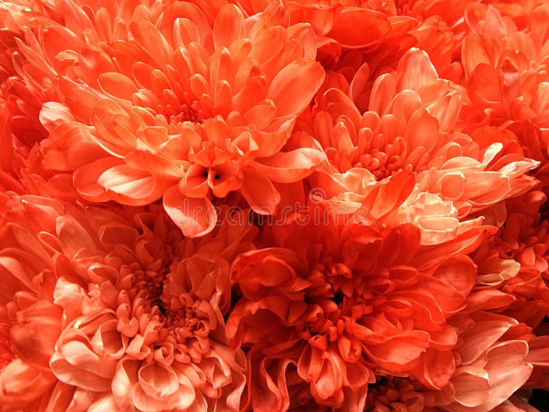 Little Soft Petals of Chrysanthemum Flower in the Light Stock Photo ...