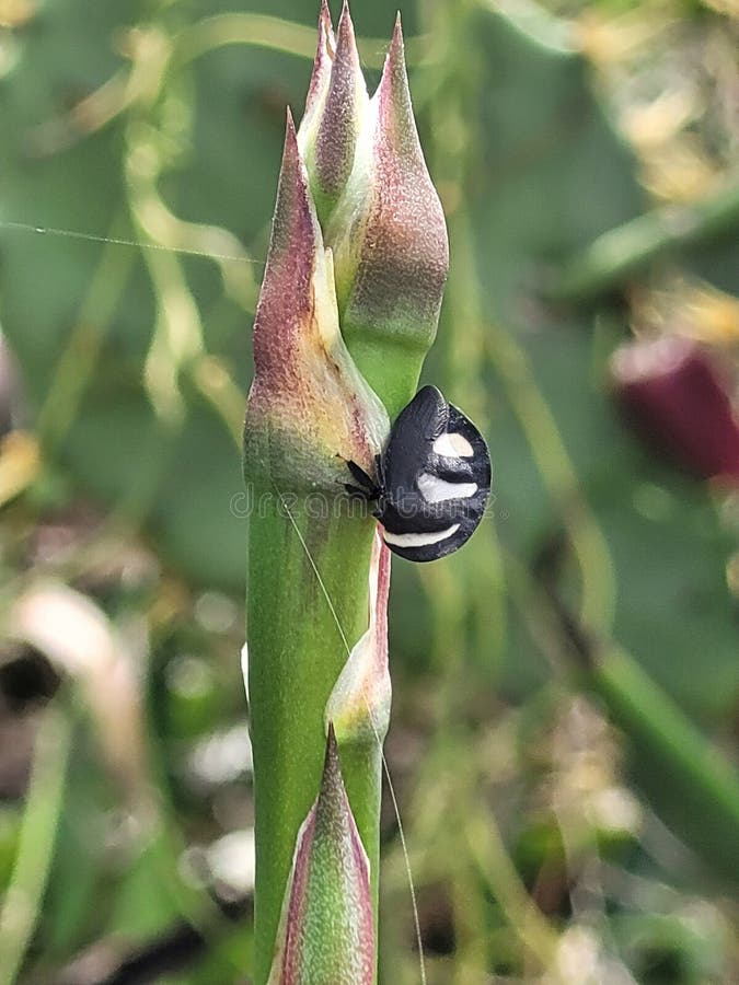 Little Soldier in the Middle of Nature Stock Photo - Image of ...