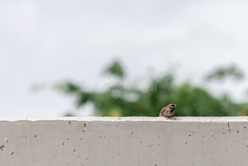 Little Sparrow Bird Rest on White Wall Stock Photo - Image of wall ...