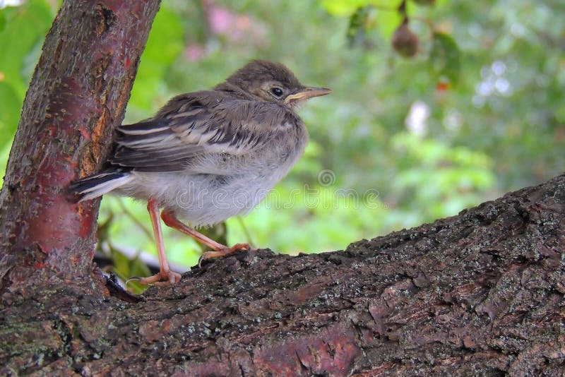 Little sparrow chick stock photo. Image of eurasian - 196343532