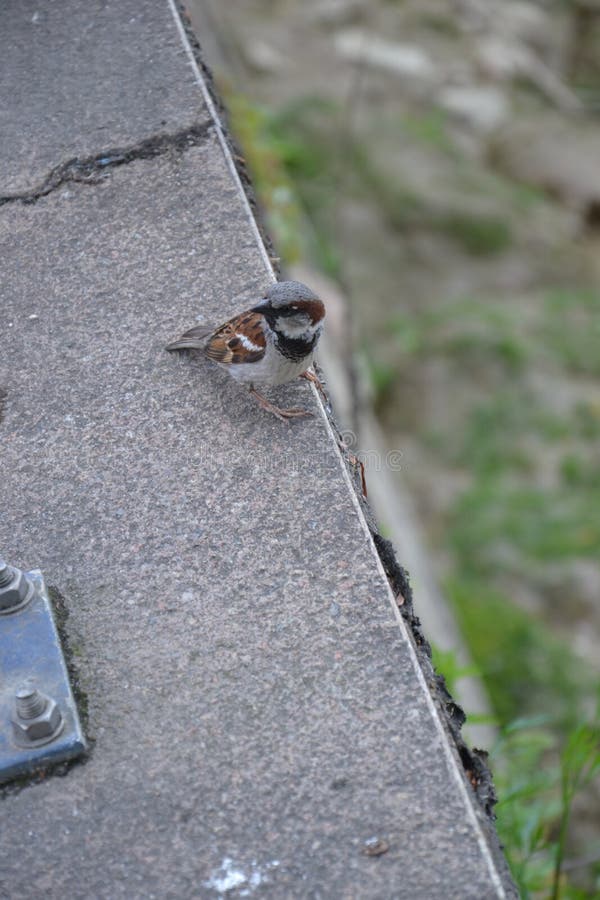 Little sparrow on edge stock image. Image of edge, bird - 46690431