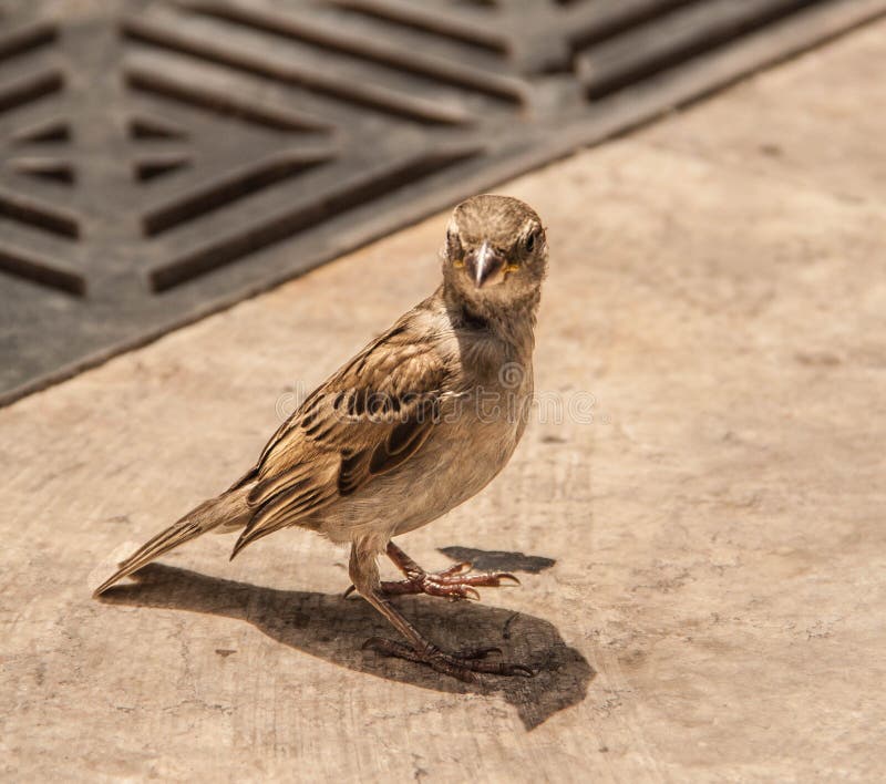 A pretty little sparrow stock image. Image of bird, perfect - 62338703