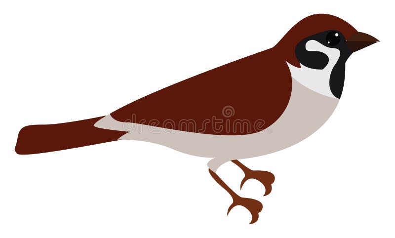 Sparrow, Color Illustration Stock Vector - Illustration of exotic ...