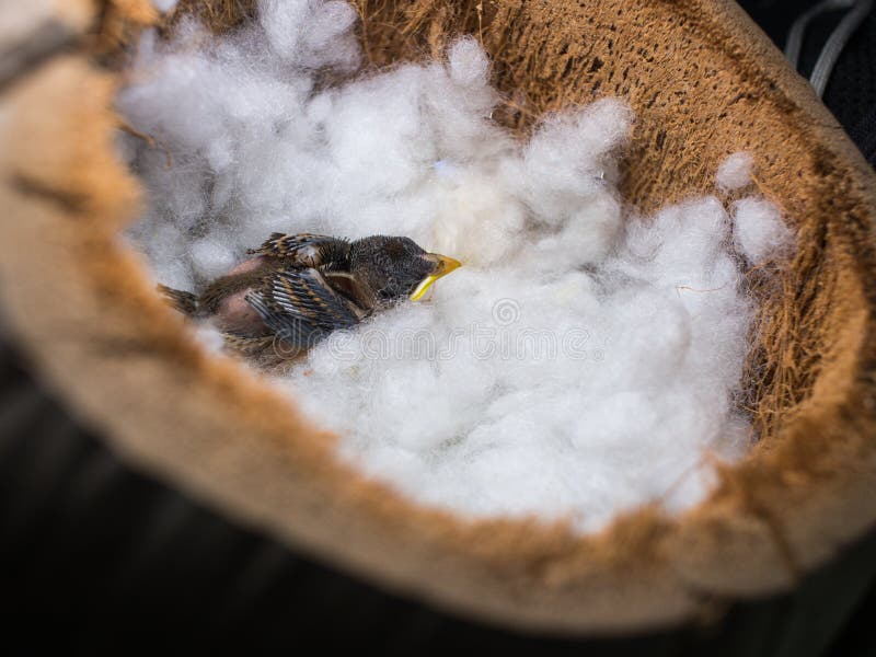 Little Sparrow Lying in a Coconut Shell Stock Image - Image of abstract ...